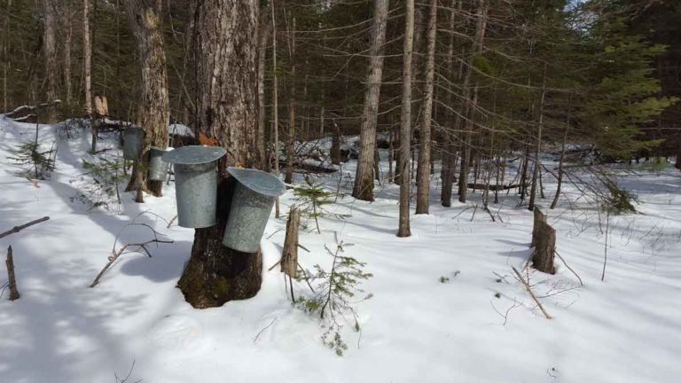 Winter—Sap-Buckets – Explore Manitoulin